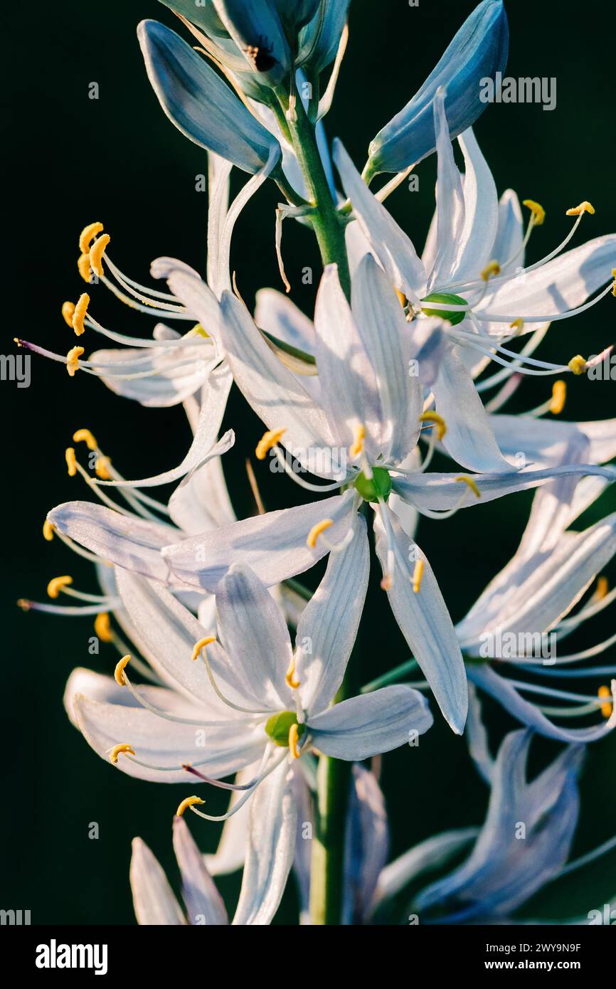 Blue camas flowers hi-res stock photography and images - Alamy