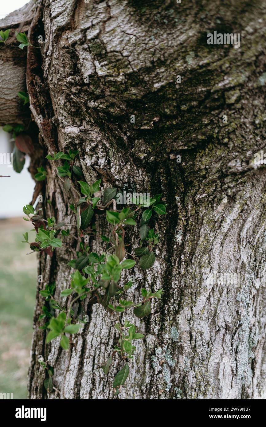 new growth of climbing ivy on a tree Stock Photo - Alamy