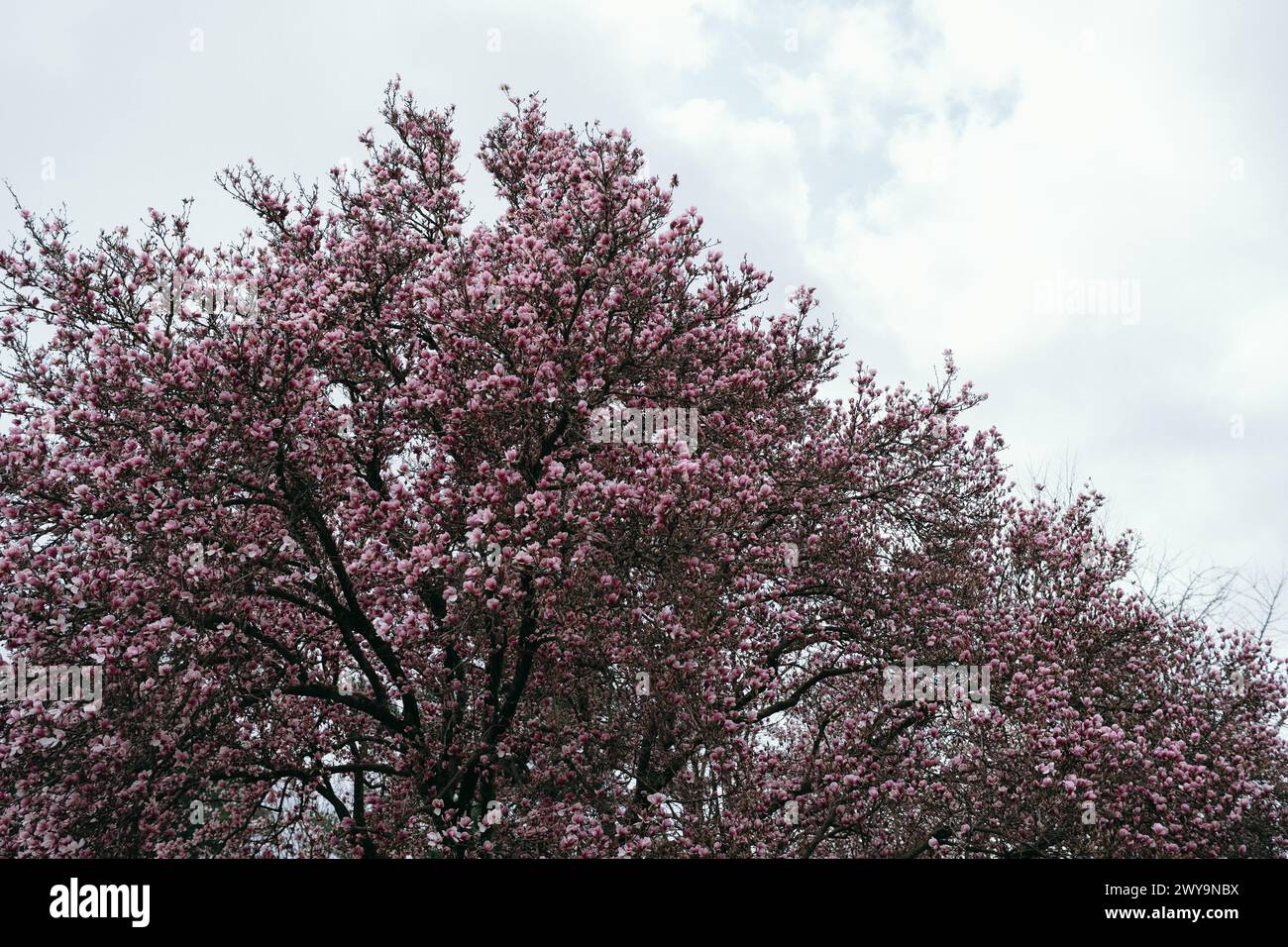 Mature magnolia tree hi-res stock photography and images - Alamy