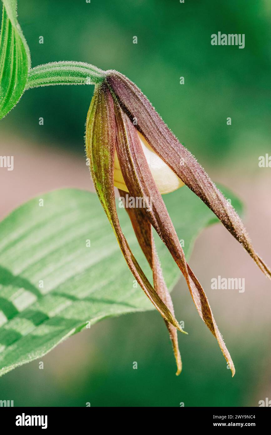 Lady slippers hi-res stock photography and images - Alamy