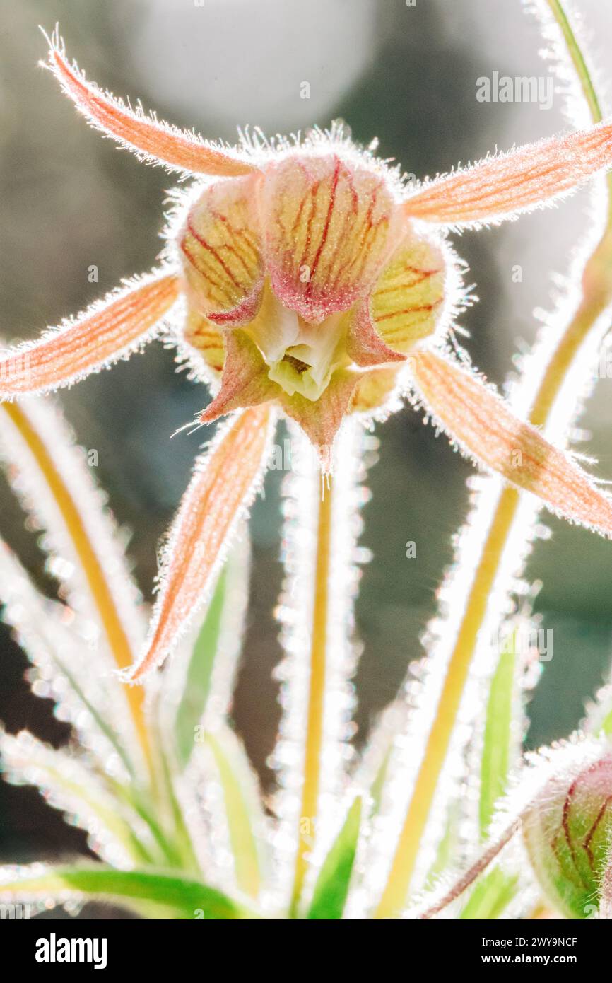 Fuzzy pink flower hi-res stock photography and images - Alamy