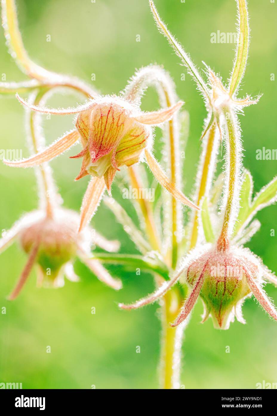 Prairie smoke hi-res stock photography and images - Alamy