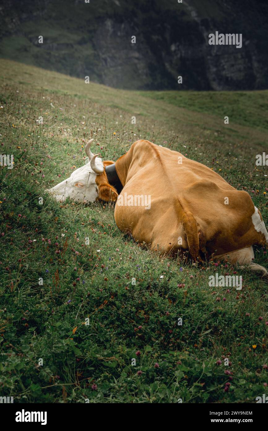 Swiss cow, alpine cow, alpine, alpine meadows, meadow flowers Stock ...