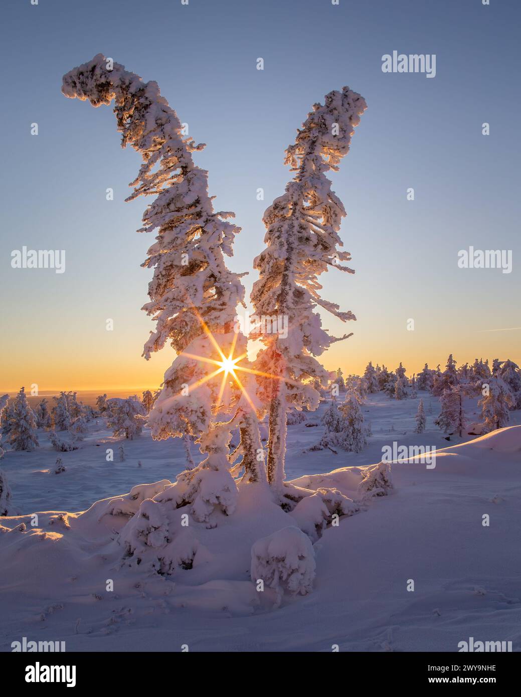 The sunshine peeking through snowy trees in a winter field Stock Photo ...