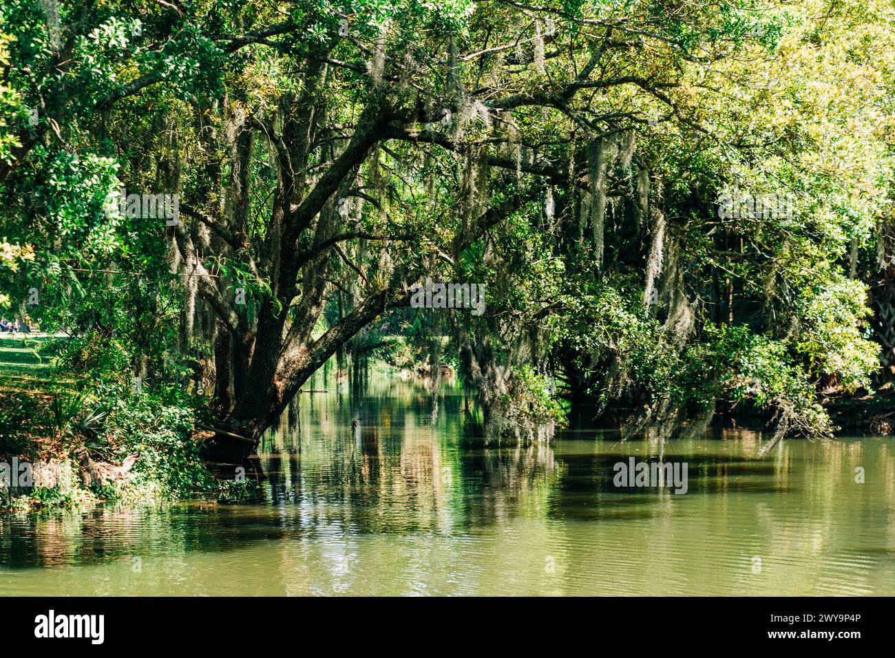 Spanish moss wetland swamp tree hi-res stock photography and images - Alamy