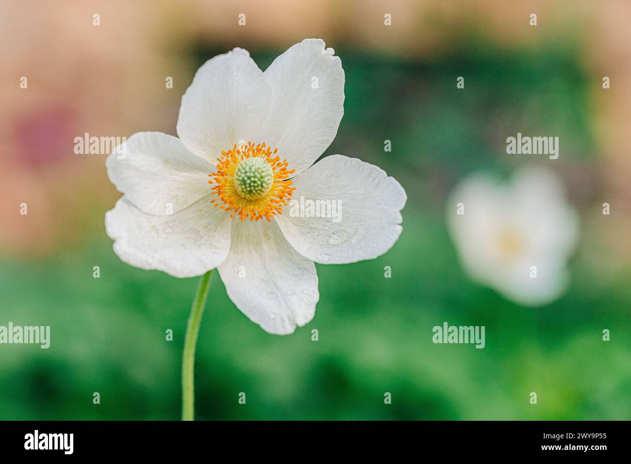 White cosmo macro flower shot Stock Photo - Alamy