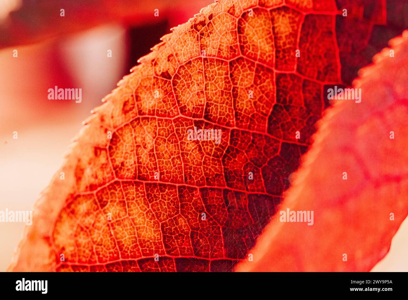 Photo edge texture hi-res stock photography and images - Alamy