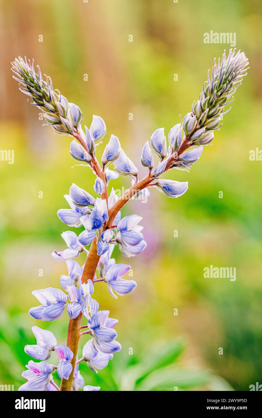Forest purple lupine wildflower hi-res stock photography and images - Alamy