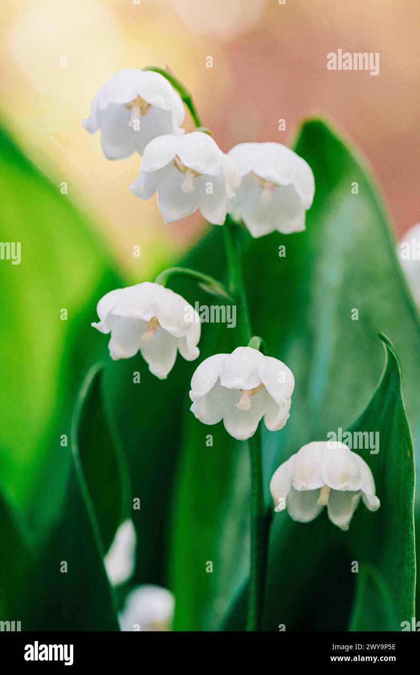 White lily of the valley bell shaped wildflowers Stock Photo - Alamy