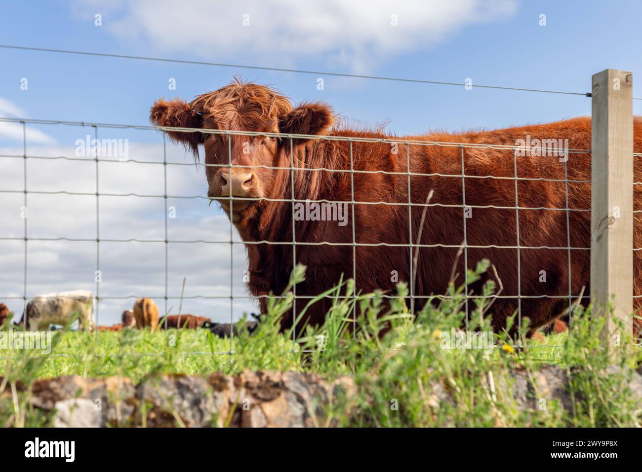 In a tranquil countryside setting, a shaggy Highland cow with rich ...