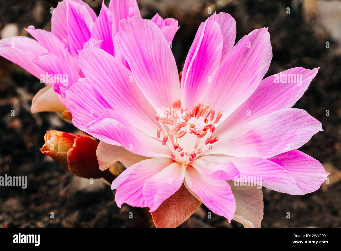Fresh pink bitterroot wildflower blooms Stock Photo - Alamy