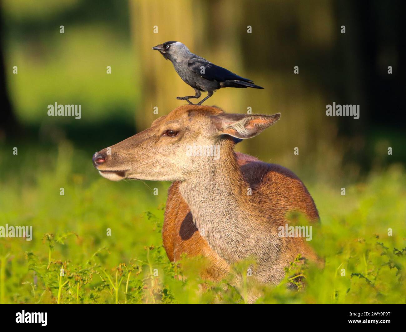 Best Friends LONDON COMICAL images show a Jackdaw picking clean the ...