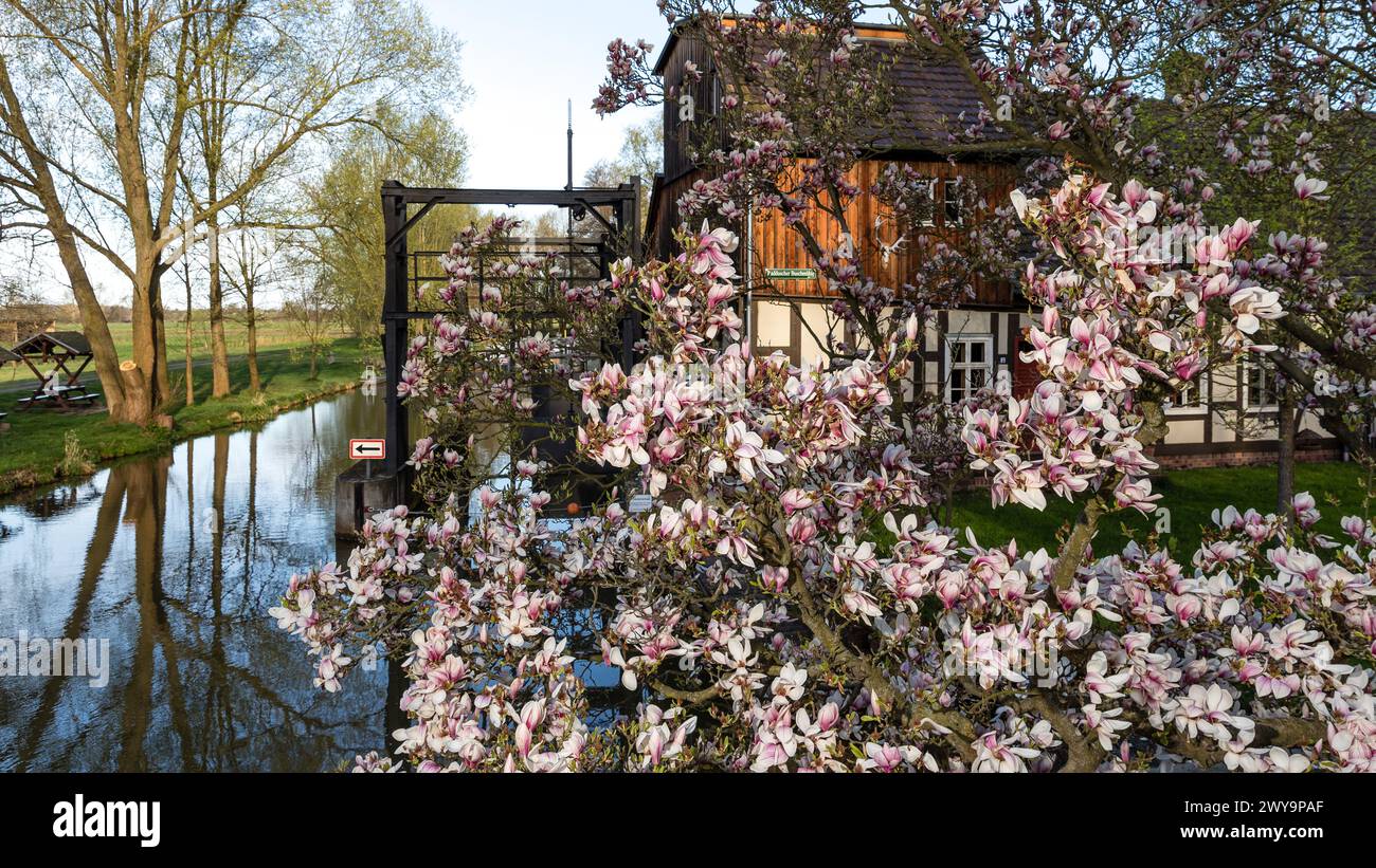Raddusch, Germany. 05th Apr, 2024. A magnolia blossoms in the spring ...