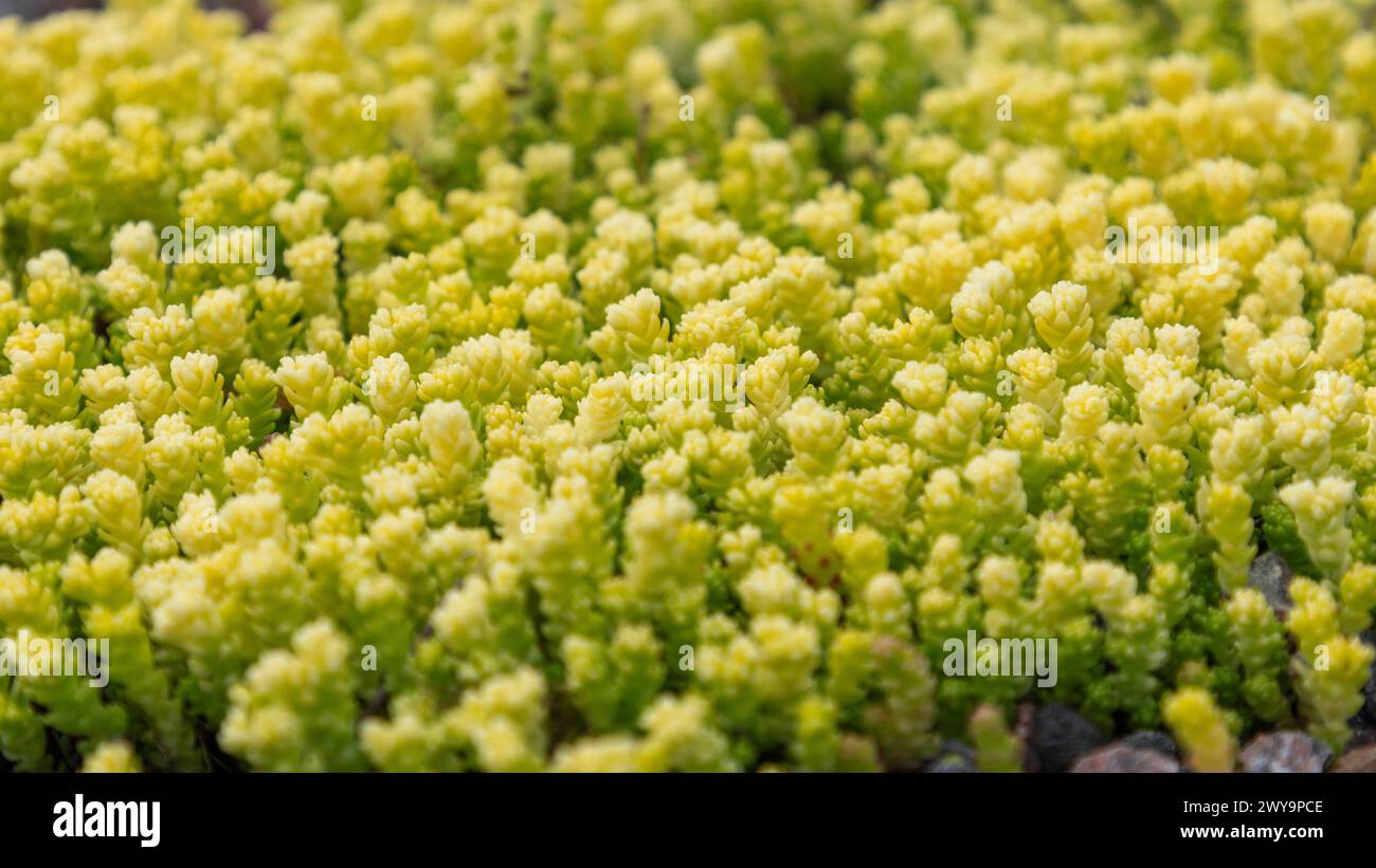 The intricate details of Sedum plants are highlighted in this close-up ...