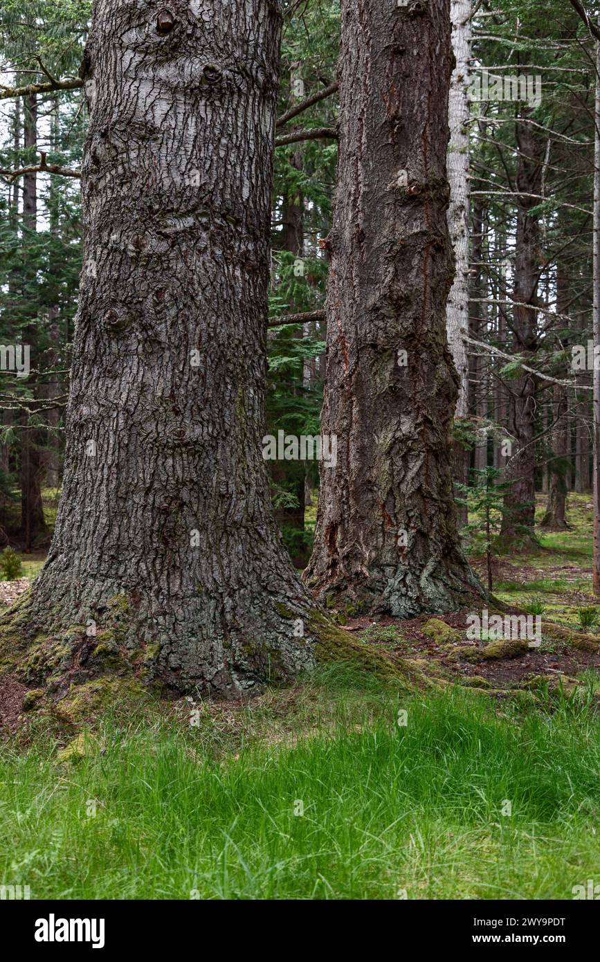 In the heart of Scotland, a pair of old, towering trees dominates the ...