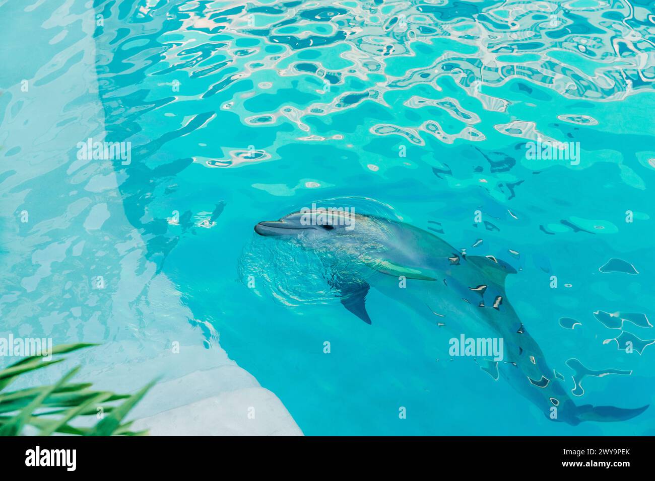 Dolphin encounter experience hi-res stock photography and images - Alamy