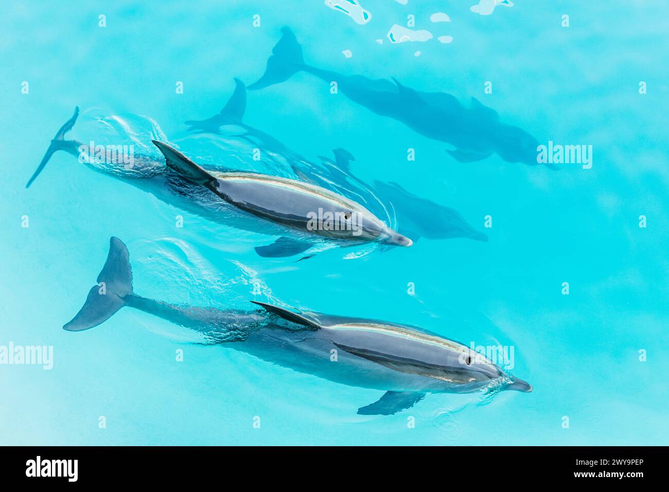 Dolphins swimming in pool hi-res stock photography and images - Alamy