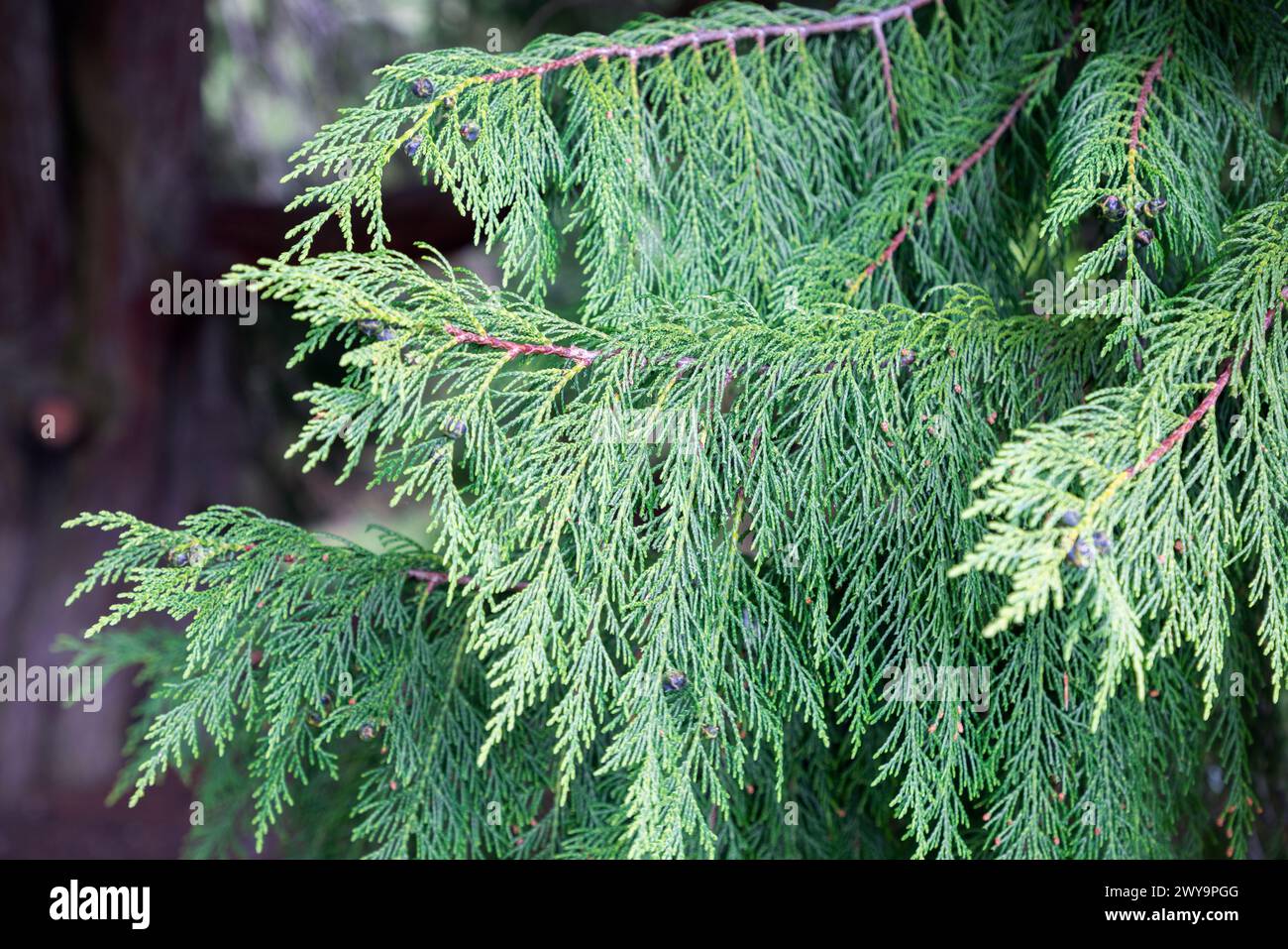 A detailed close-up of evergreen foliage captures the essence of ...