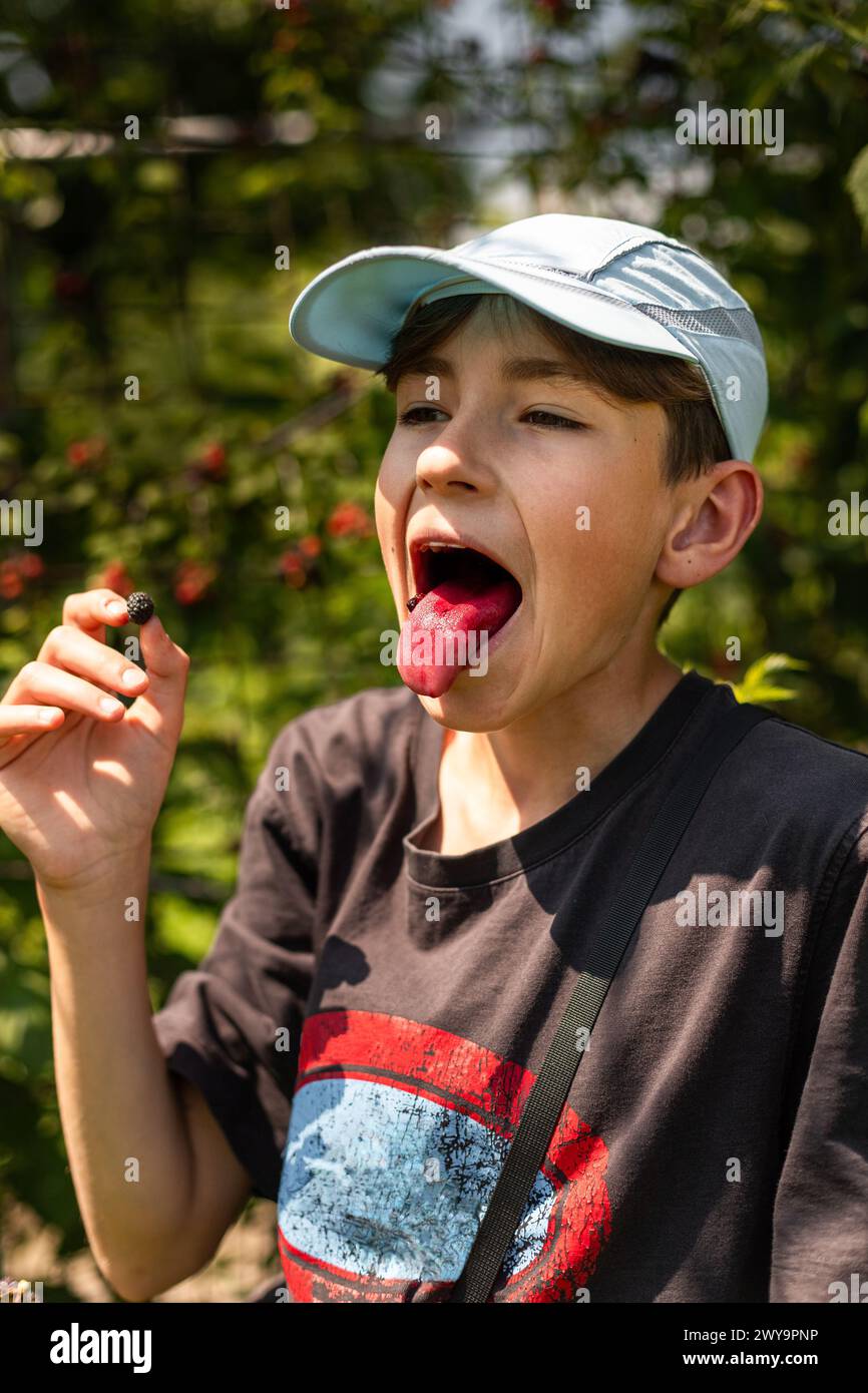 Boy eating blackberries in summer garden. Red berry juice tongue Stock ...