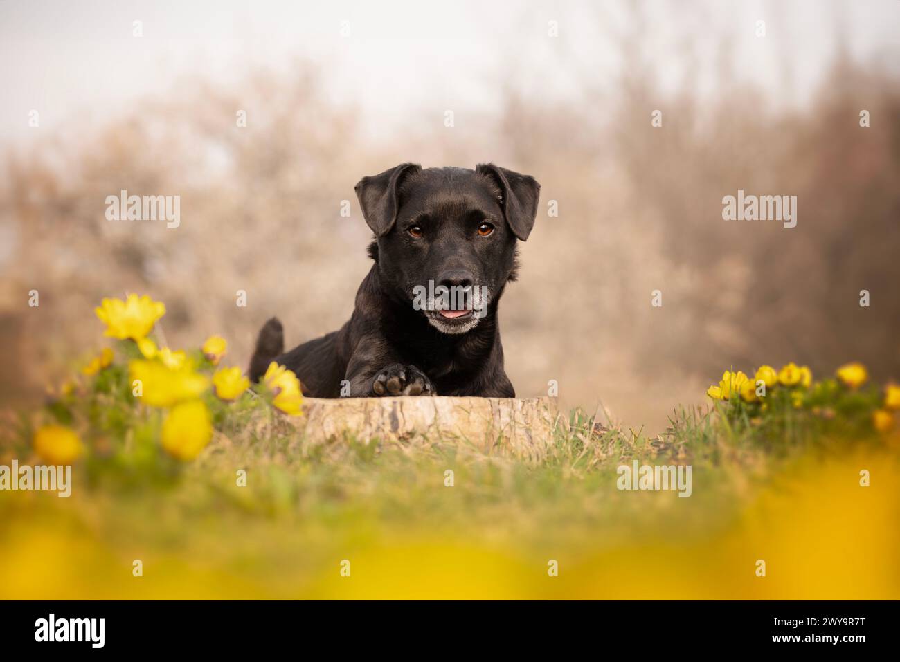 Spring portrait of a dog in the rare flowers of the vernal dog Stock ...