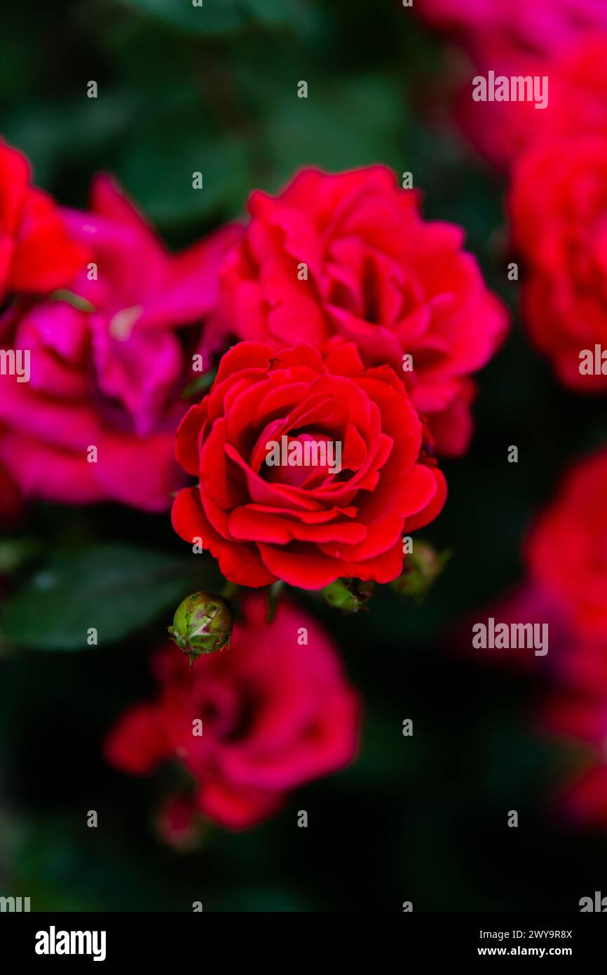 Red Roses Blooming in Summer with Bud Stock Photo - Alamy