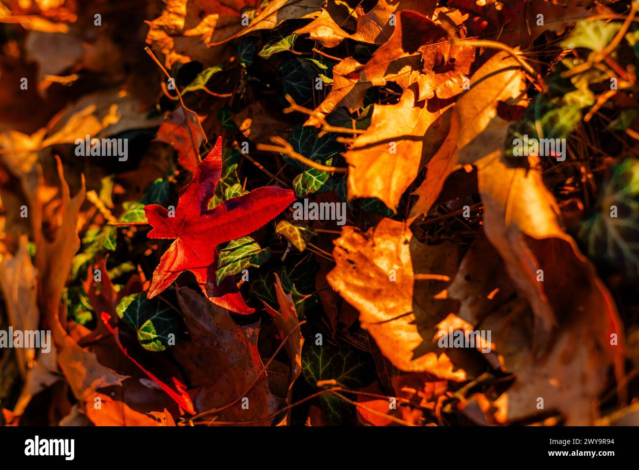 Pennsylvania sunset fall hi-res stock photography and images - Alamy