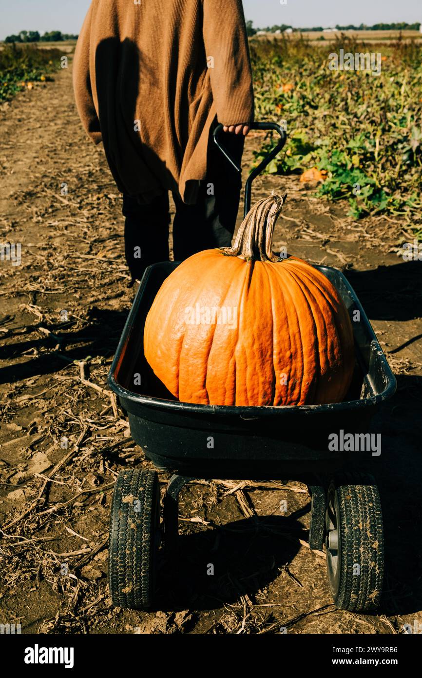 Person Pushing Wheelbarrow With Pumpkin Stock Photo - Alamy