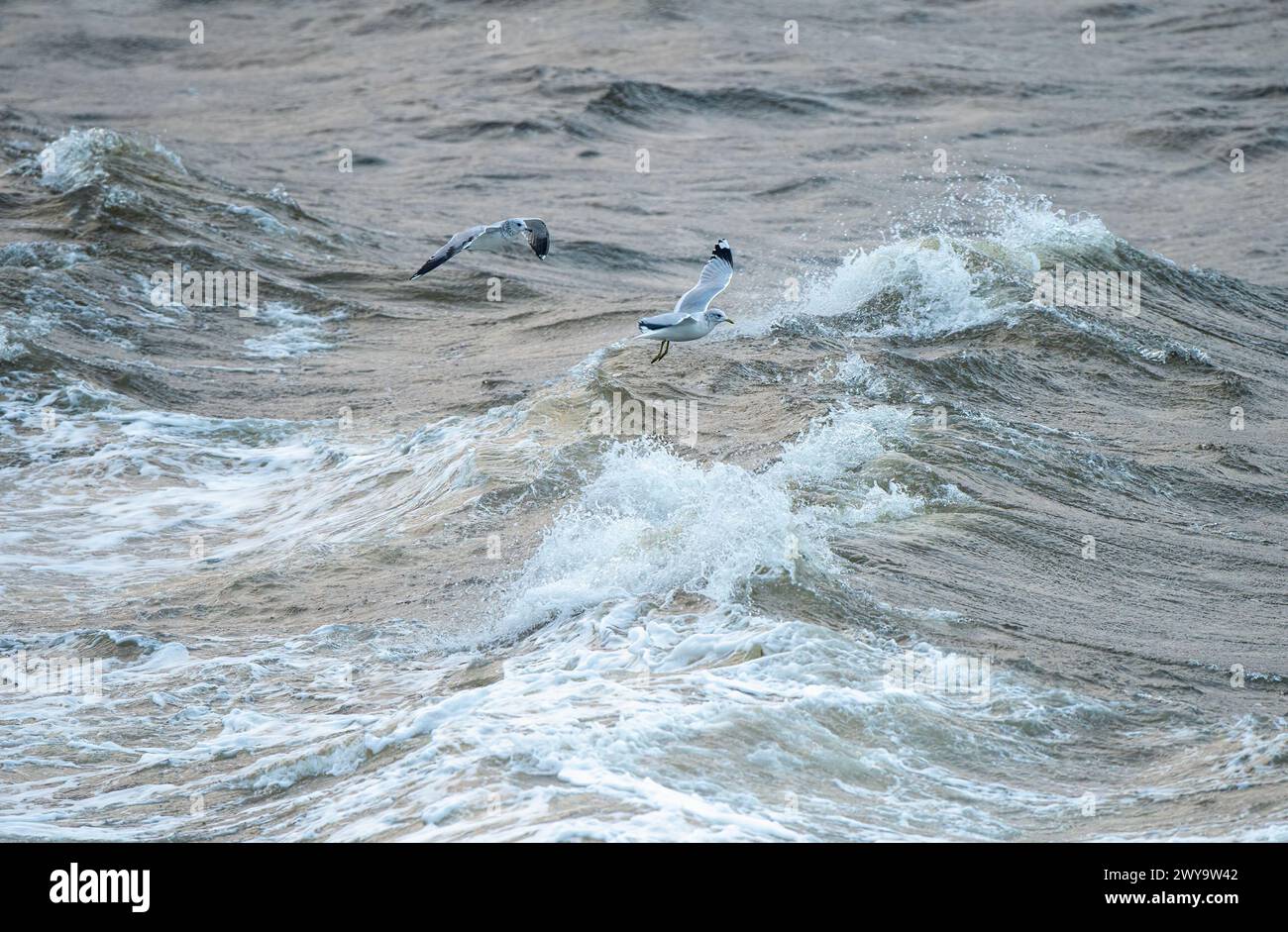 Gulls flying over coast hi-res stock photography and images - Alamy