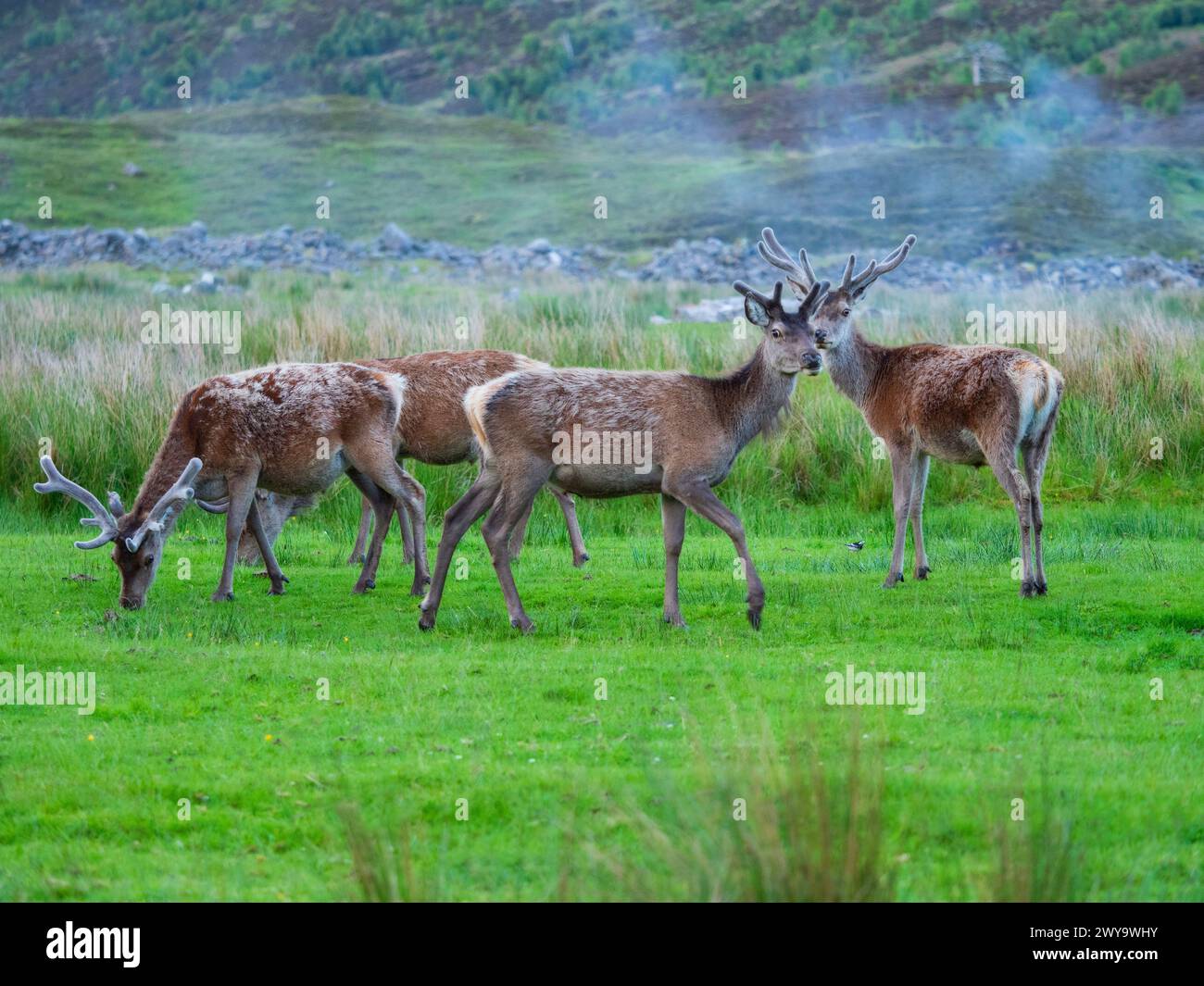 Scotland deer hunting hi-res stock photography and images - Alamy