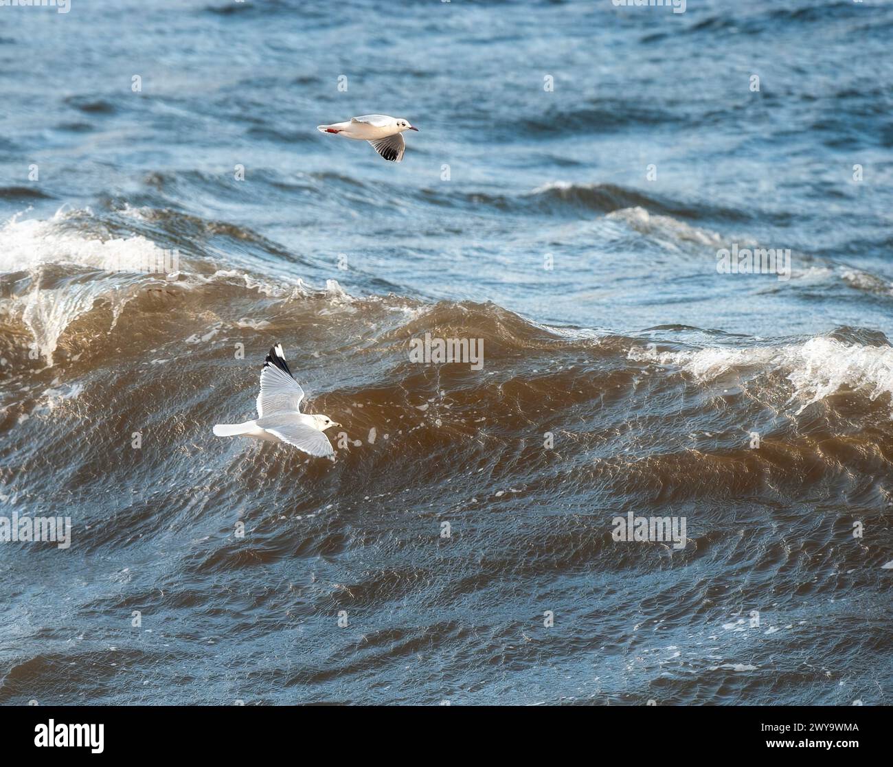 Sea gulls in sea hi-res stock photography and images - Alamy