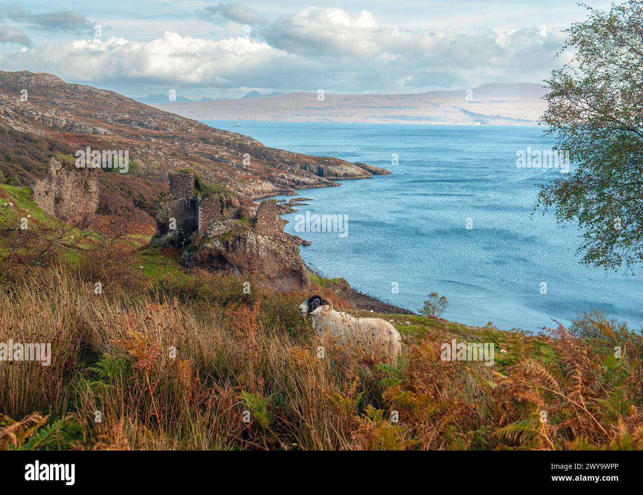 A Scottish Blackface Sheep near Brochel Castle on the Island of Raasay ...