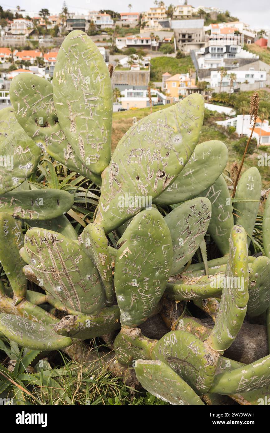 graffiti carved on cactus plants Stock Photo - Alamy