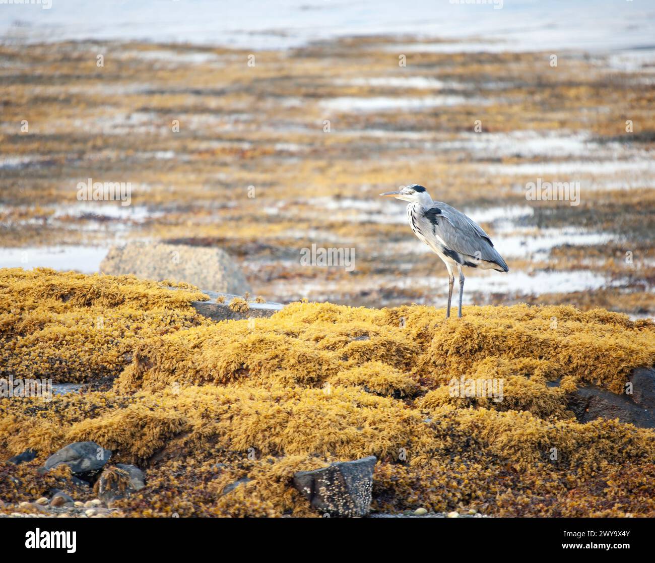 Mull bird hi-res stock photography and images - Alamy