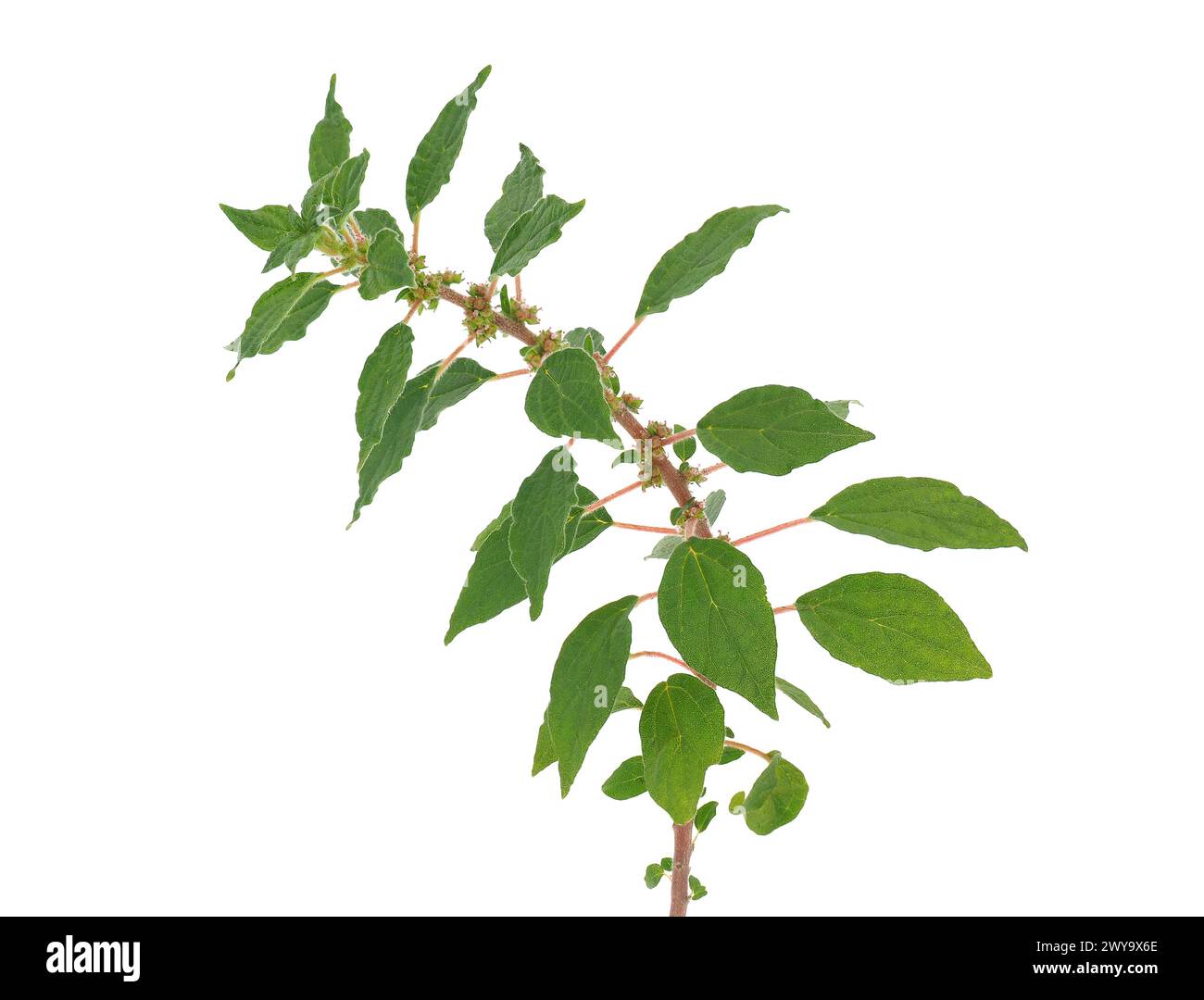 Spreading pellitory plant isolated on white background, Parietaria ...