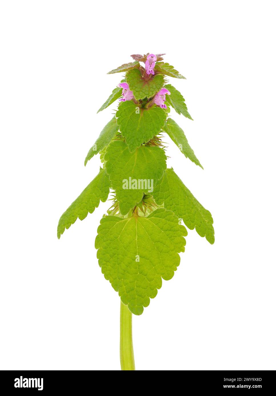 Red dead-nettle plant isolated on white background, Lamium purpureum ...