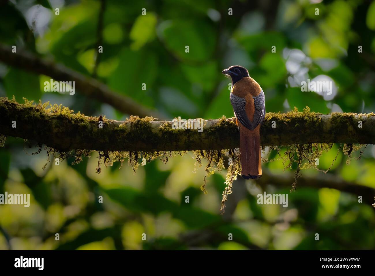 Trogans of india hi-res stock photography and images - Alamy