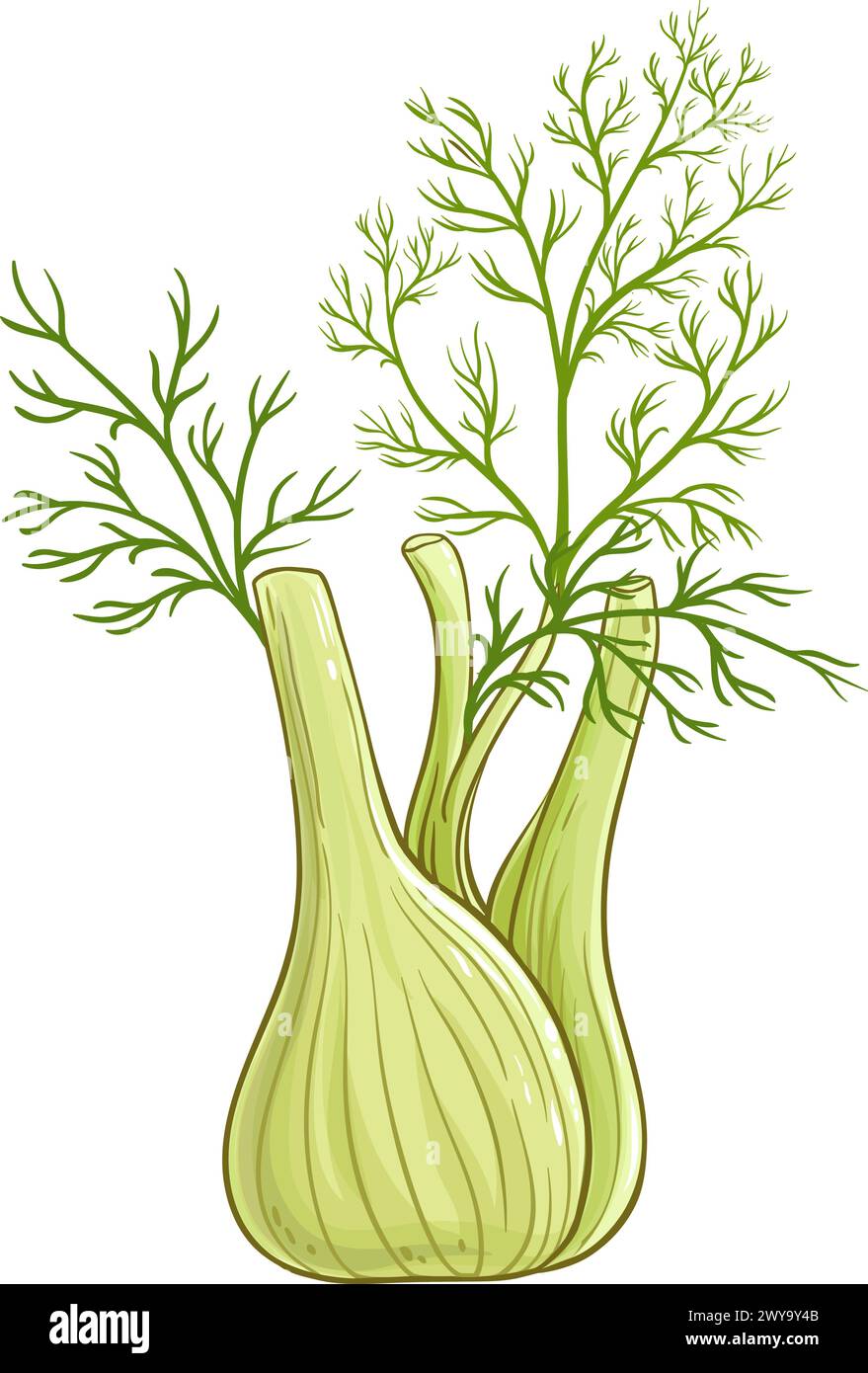 Fennel foliage Stock Vector Images - Alamy