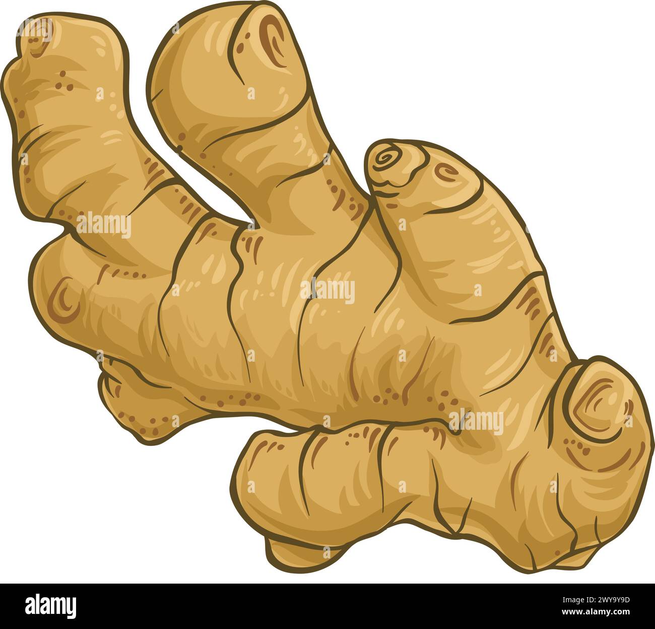 Ginger Root Colored Detailed Illustratio Stock Vector Image & Art - Alamy