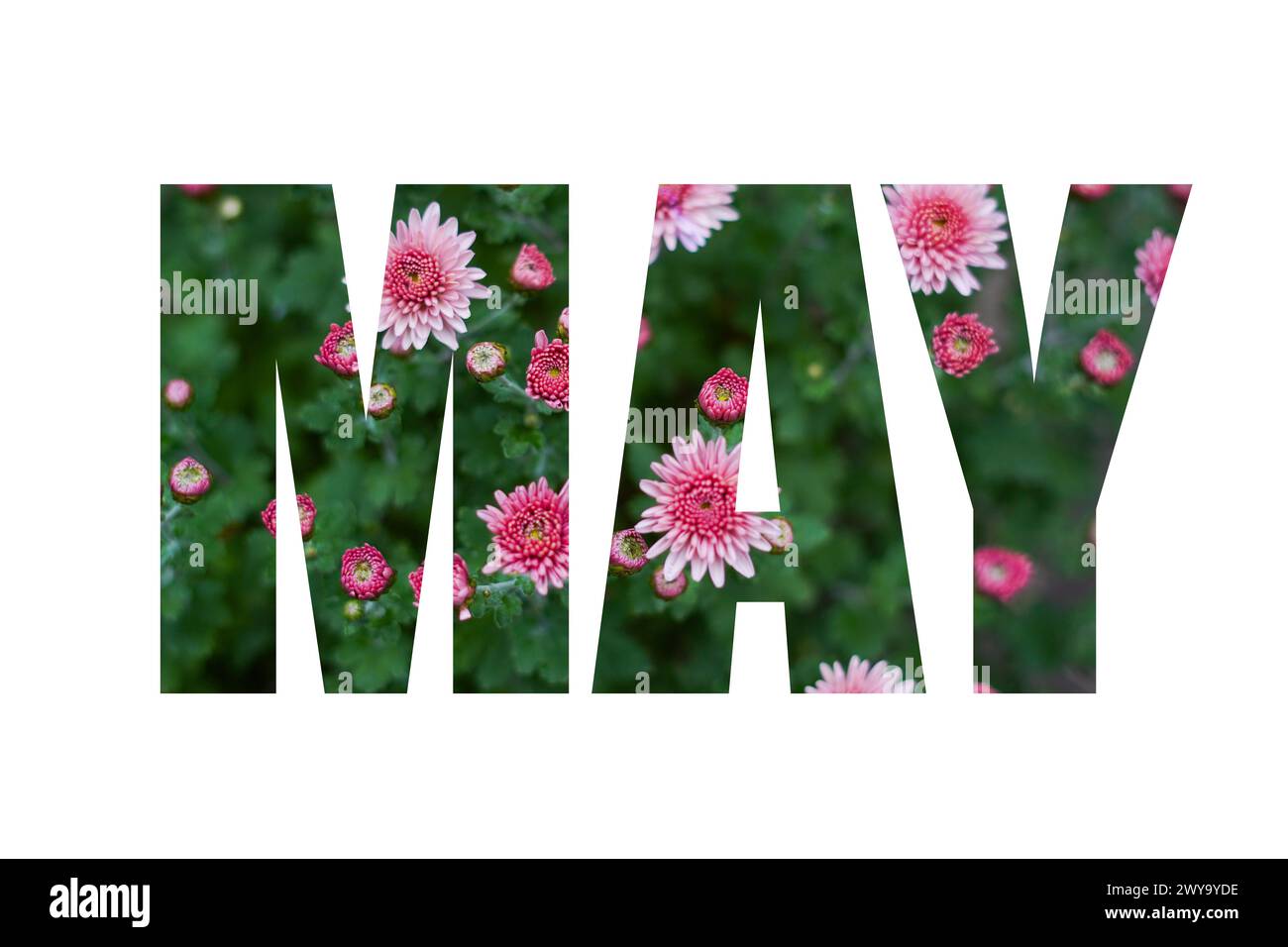 word MAY from green leaves and pink flowers isolated on white ...