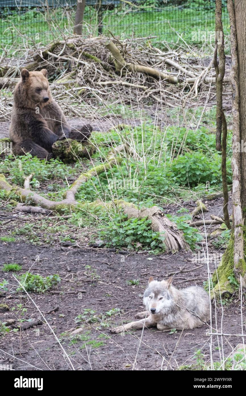 Brown Bear and Wolf enclosure Bristol Wild Place Stock Photo - Alamy