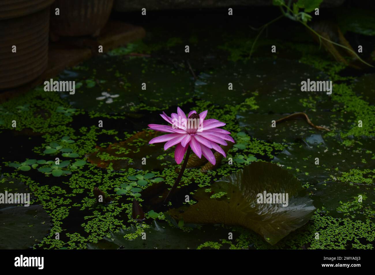 Polygon pond hi-res stock photography and images - Alamy