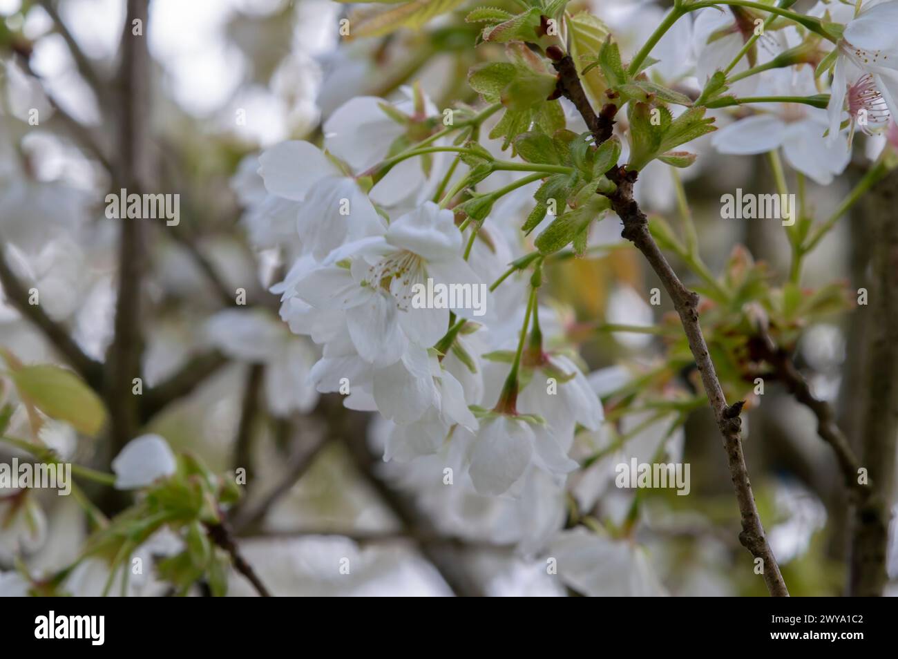 Close Up Flowers Of The Prunus Serrulata Tree At Amsterdam The ...