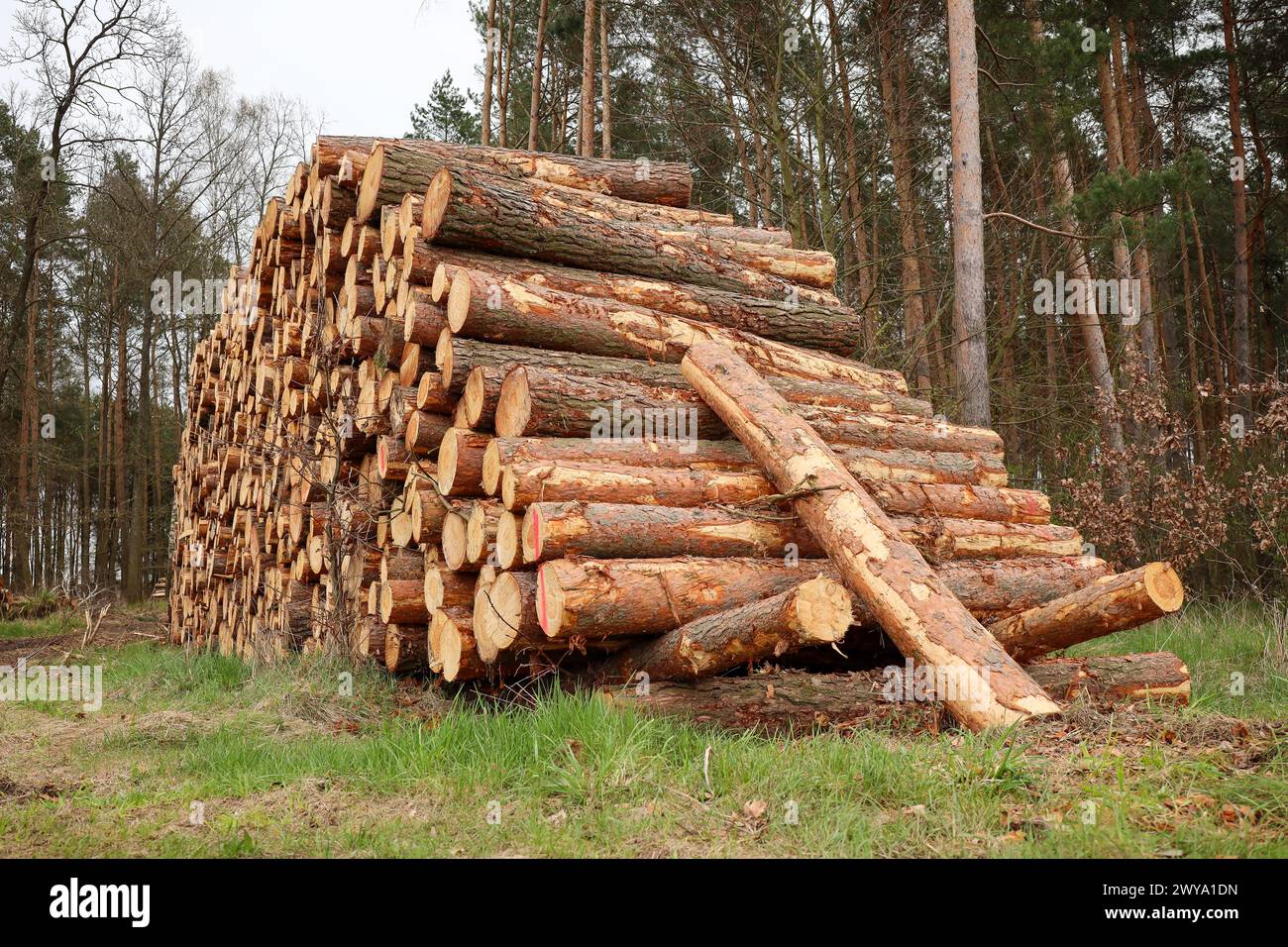 wood on pile texture background Stock Photo - Alamy
