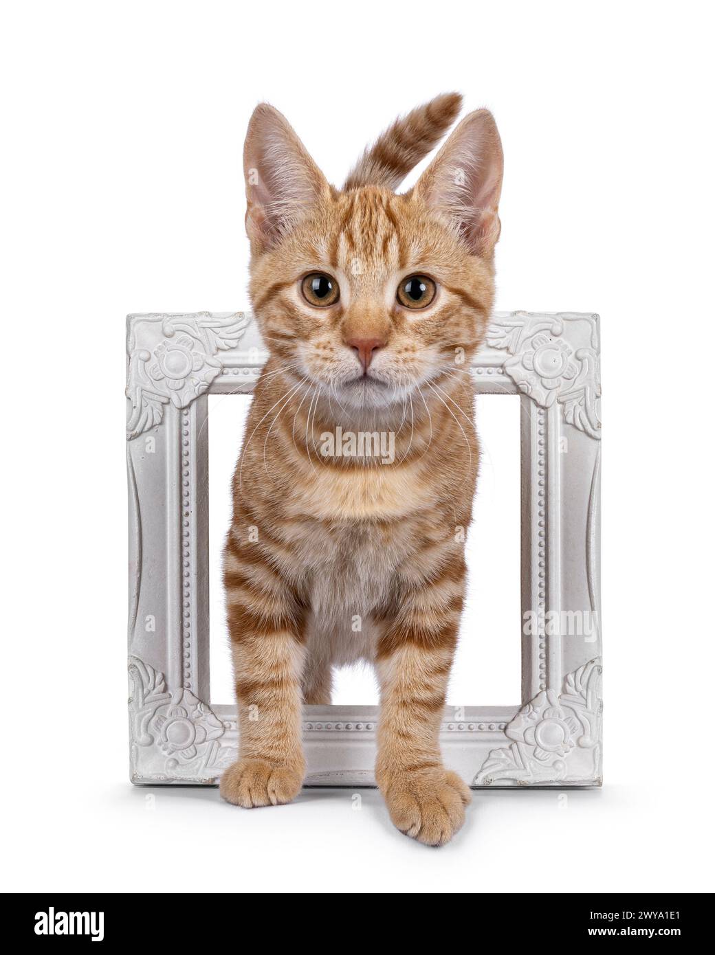 Adorable European Shorthair cat kitten, standing throught white picture ...