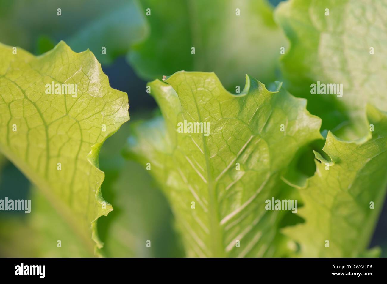 Summer crisp lettuce hi-res stock photography and images - Alamy