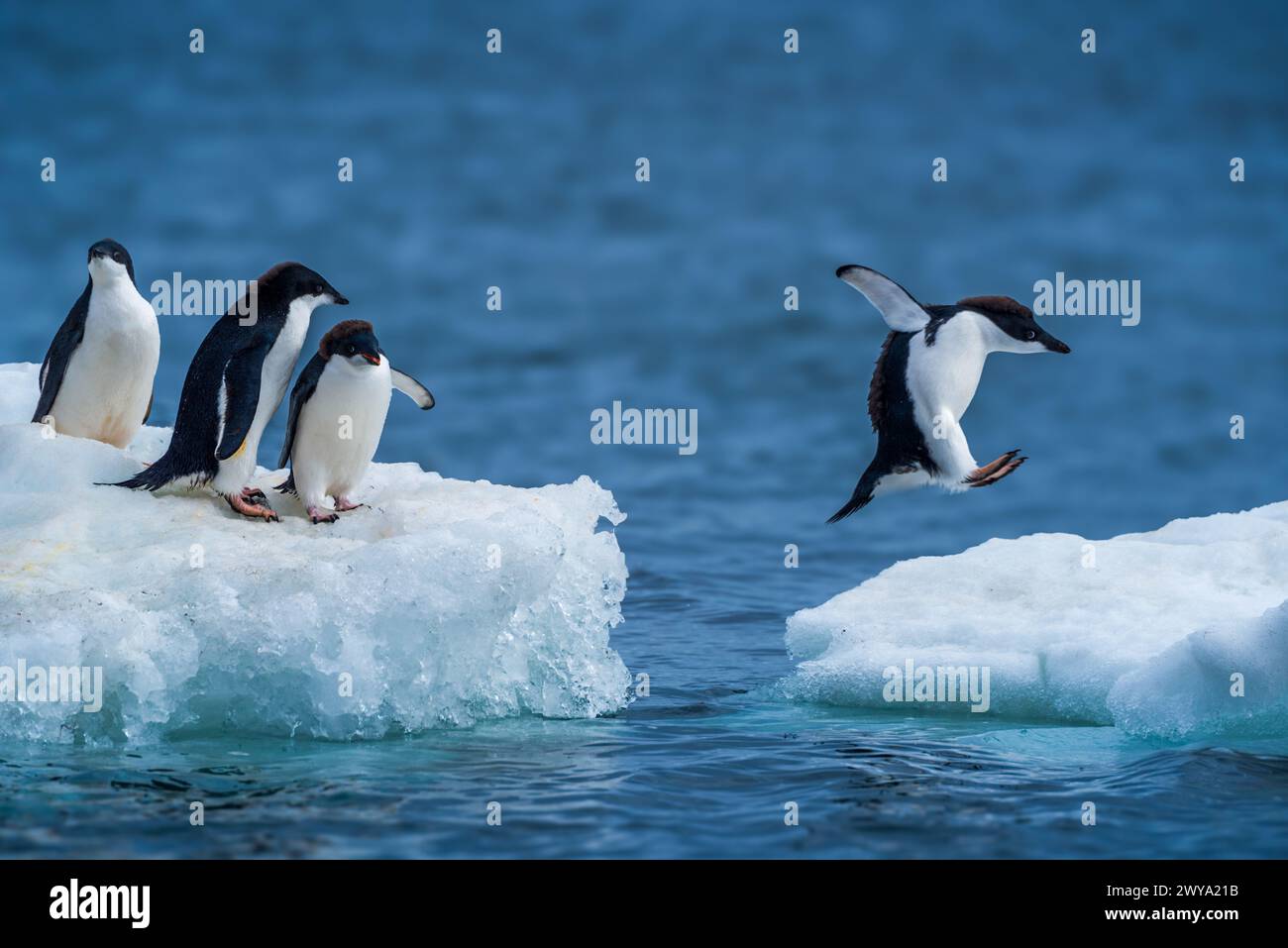 Baby chicks jumping hi-res stock photography and images - Alamy
