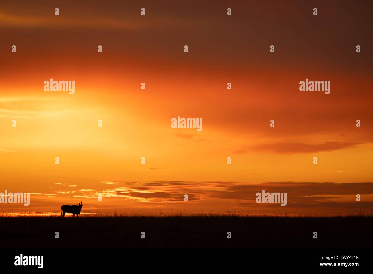 Common eland stands on horizon at sunset Stock Photo - Alamy