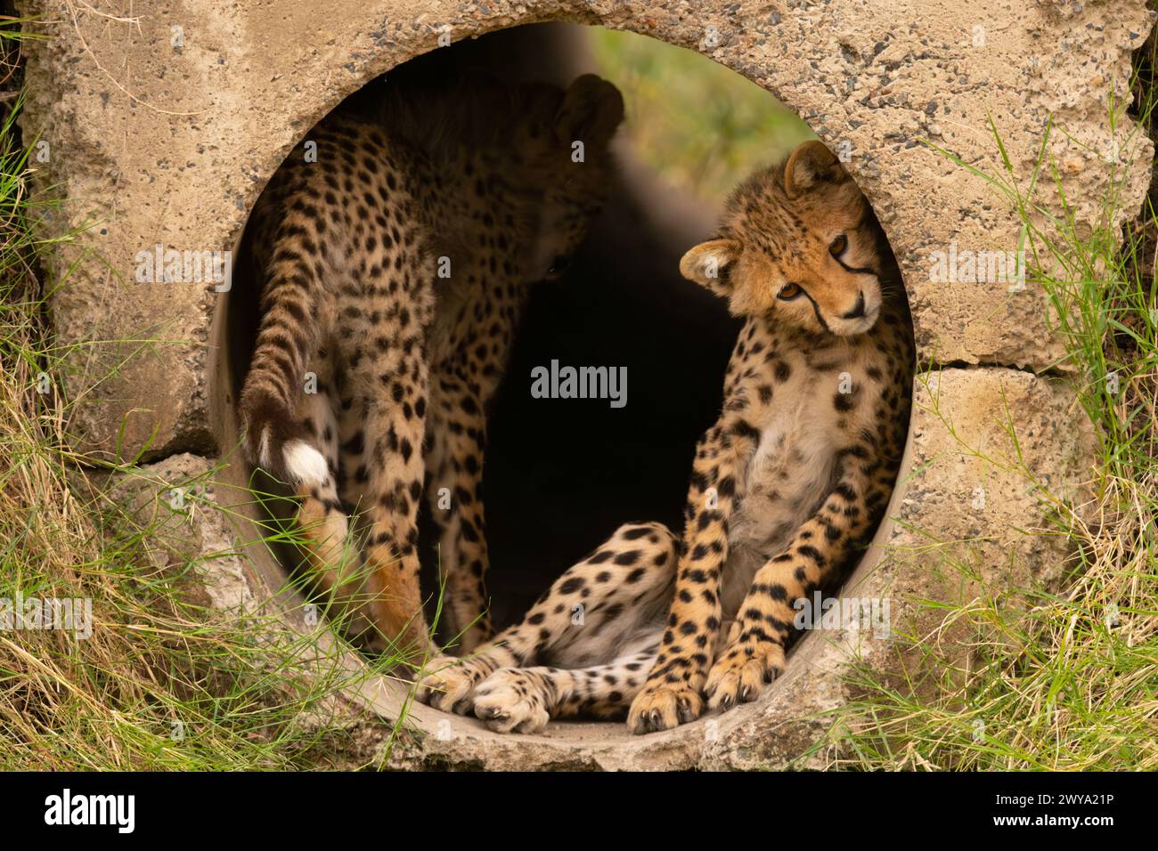 Cheetah cub lying in pipe with another Stock Photo - Alamy