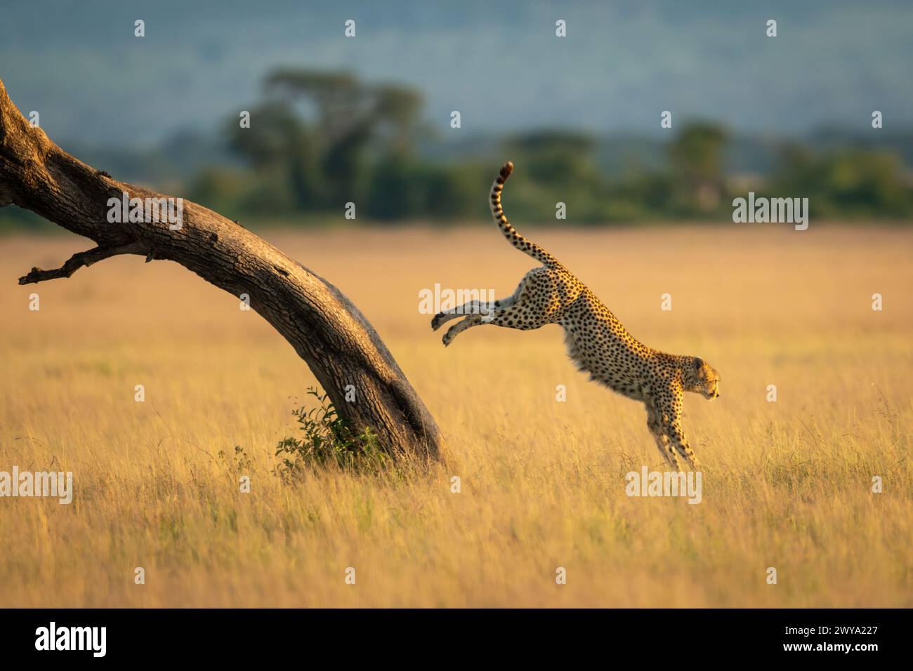 Cheetah jumping down from tree in savannah Stock Photo - Alamy