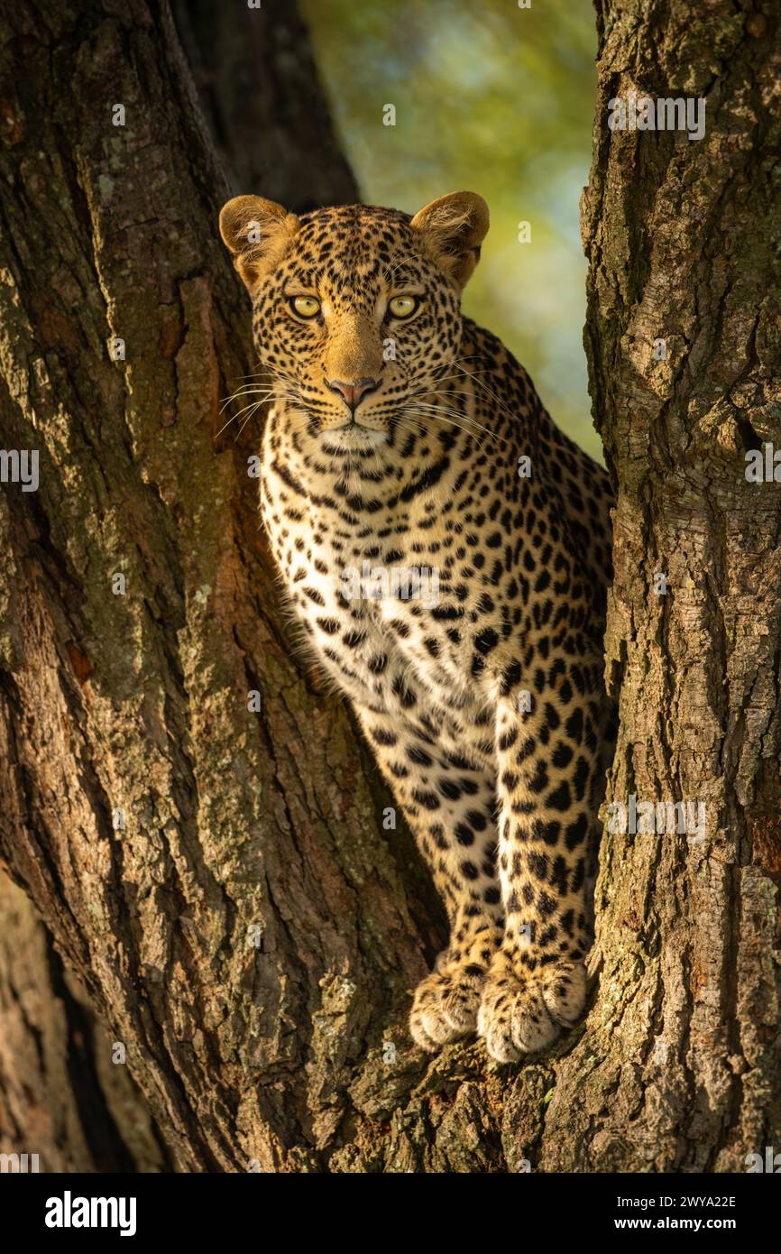 Leopard tree leaf hi-res stock photography and images - Alamy
